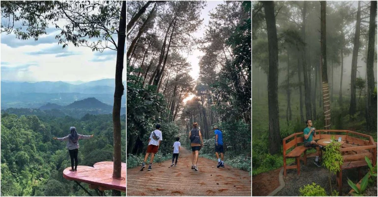 Hutan Pinus Bogor, Destinasi Wisata Alam Yang Tak Boleh Dilewatkan