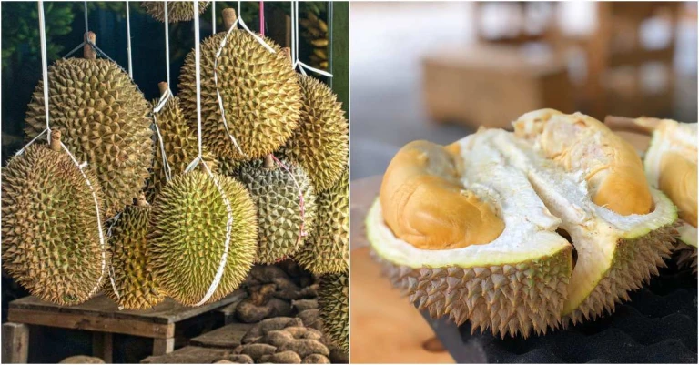 Wisata Durian Di Indonesia, 20 Tempat Yang Harus Dituju