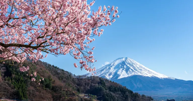 Prediksi Jadwal Mekarnya Sakura di Jepang Tahun 2025