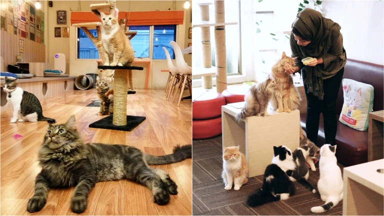 10 Kafe Kucing Di Indonesia Yang Lucu, Imut Dan Menggemaskan