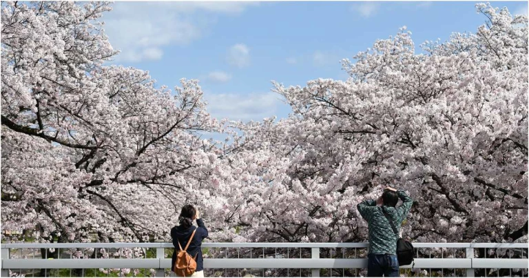 Musim Bunga Sakura Di Jepang 2024: Kapan Dan Di Mana Melihatnya
